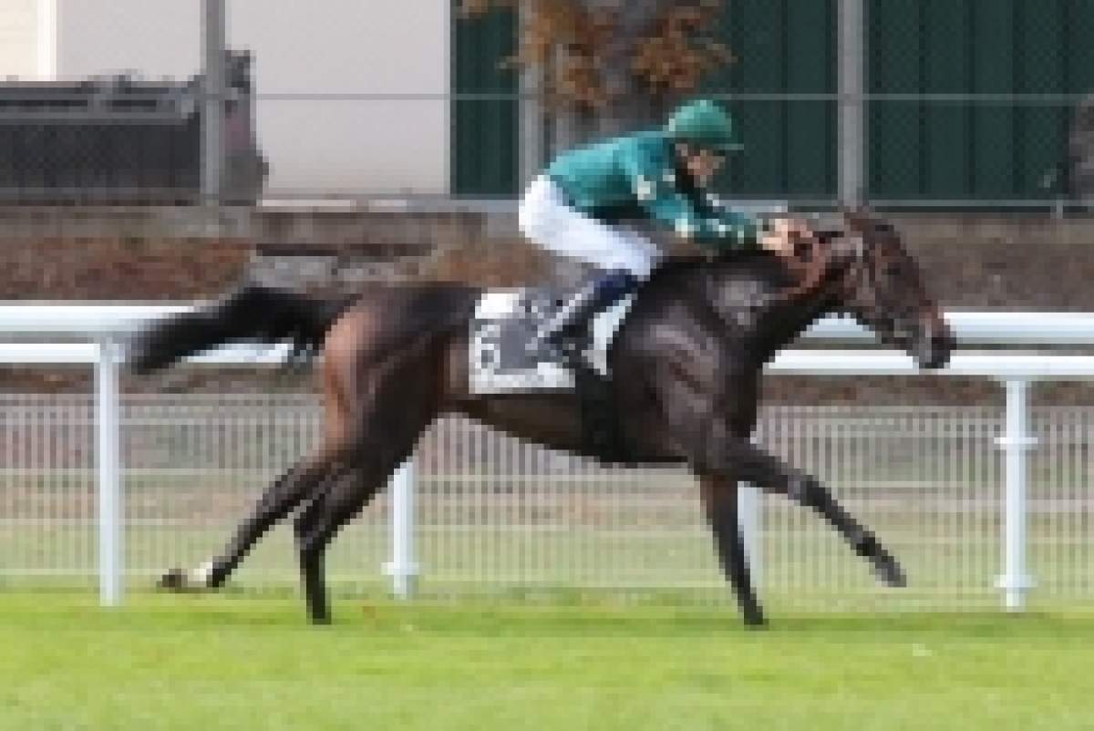 SECRET RUN - La fiche CANALTURF du cheval, performances pmu, pédigré ...