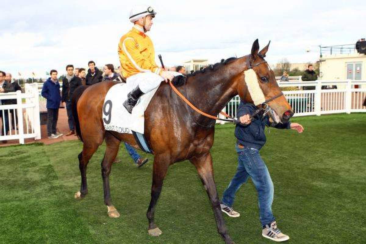 TREBECCA STAR - La fiche CANALTURF du cheval, performances pmu, pédigré ...