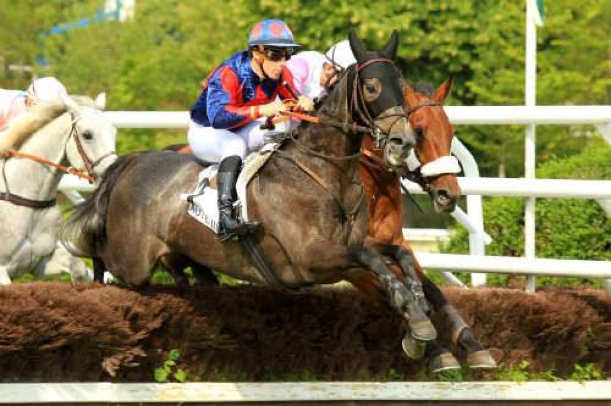 SAINT VAL - La fiche CANALTURF du cheval, performances pmu, pédigré ...