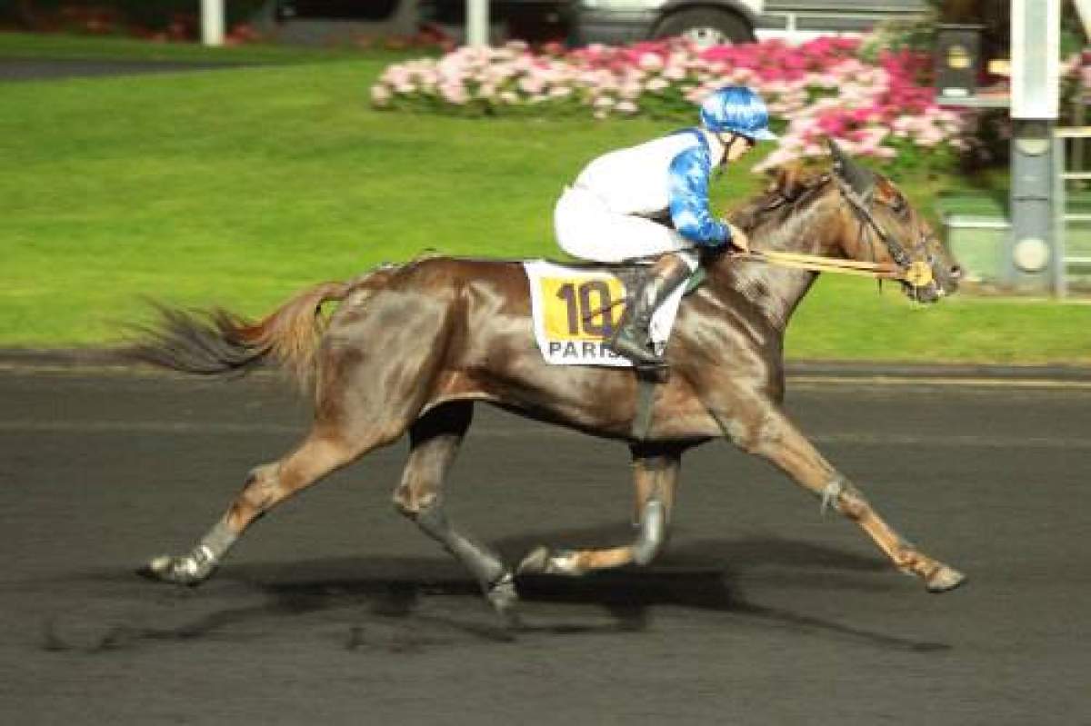 BICHE BOT EUR MOEL - La fiche CANALTURF du cheval, performances pmu ...
