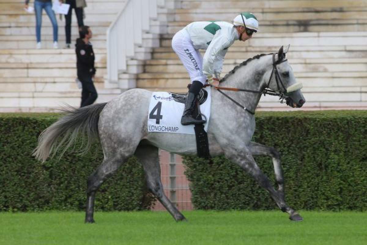 NINGAL - La fiche CANALTURF du cheval, performances pmu, pédigré ...
