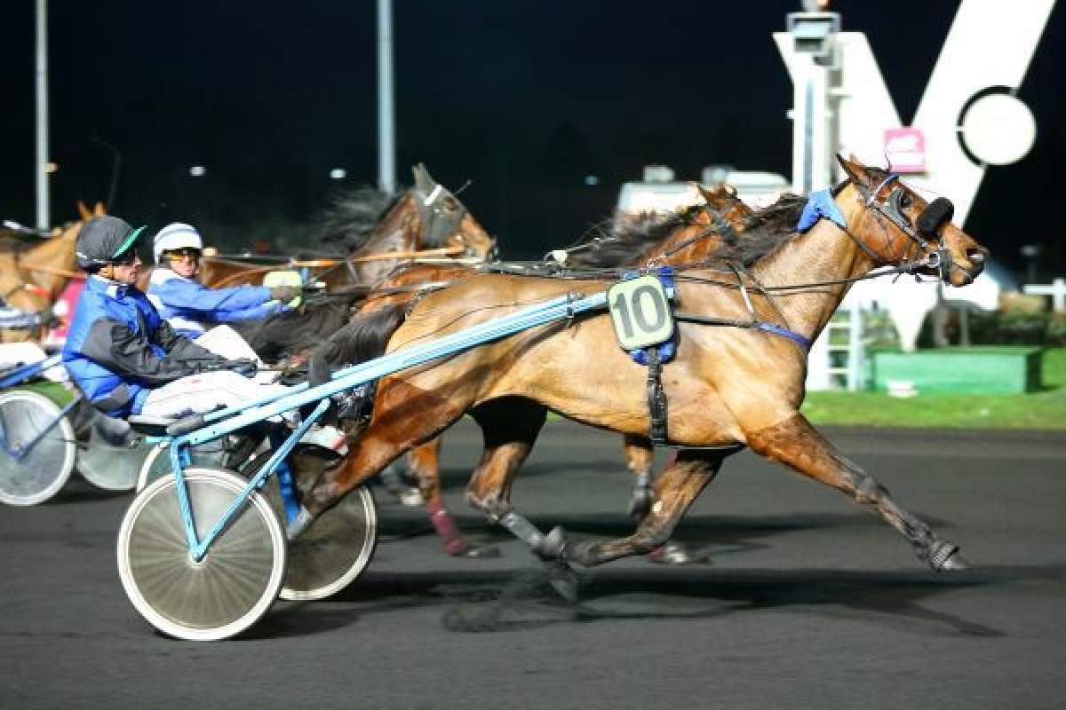CAPUCINE DANCER - La fiche CANALTURF du cheval, performances pmu ...