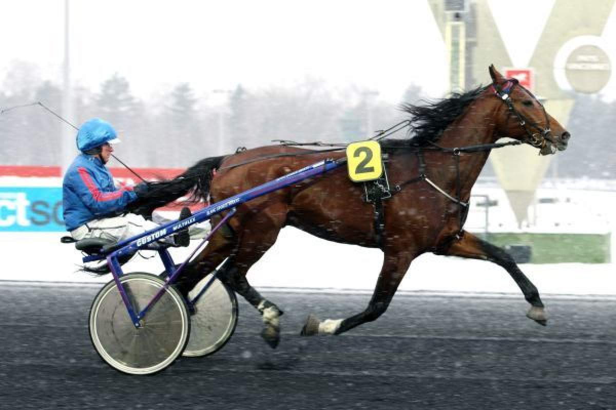 UTWO SEVEN - La fiche CANALTURF du cheval, performances pmu, pédigré ...