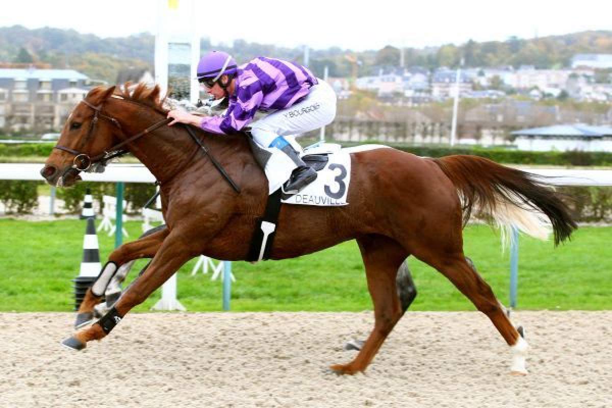 SNAP CALL - La fiche CANALTURF du cheval, performances pmu, pédigré ...