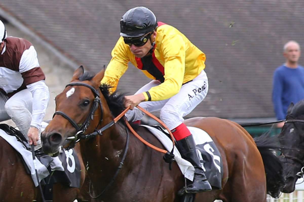 DARING LION - La fiche CANALTURF du cheval, performances pmu, pédigré ...