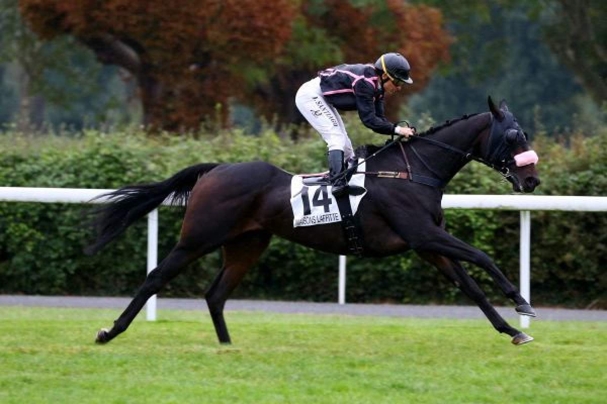 TEJI L'ARTISTE - La fiche CANALTURF du cheval, performances pmu ...