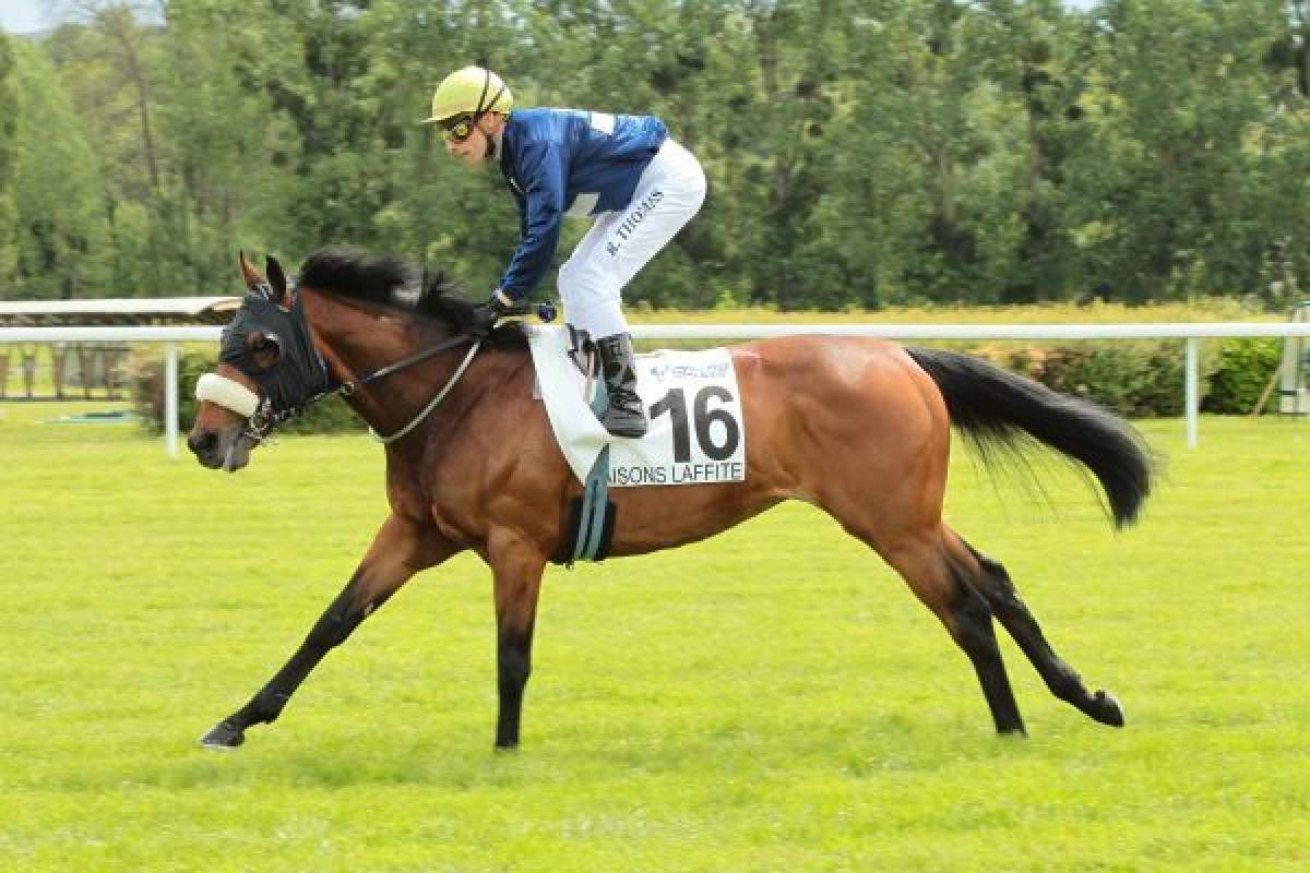 VAL DE MAJORQUE - La fiche CANALTURF du cheval, performances pmu ...