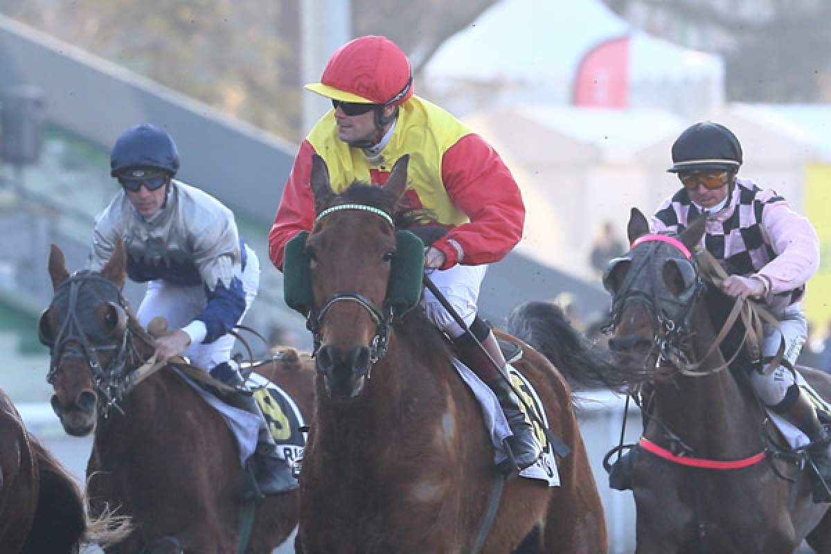 DRIVERIGO D'EAM - La fiche CANALTURF du cheval, performances pmu ...