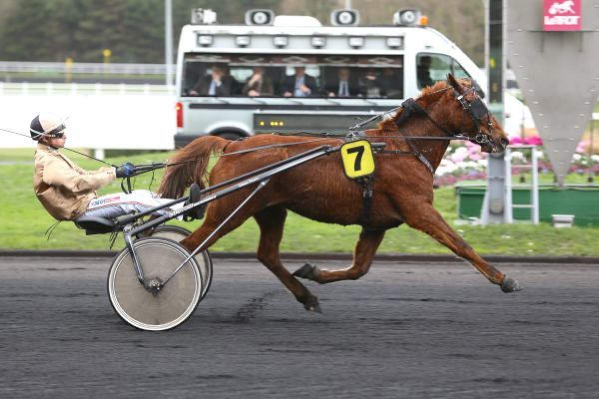 BETSY DU QUENNE - La fiche CANALTURF du cheval, performances pmu ...