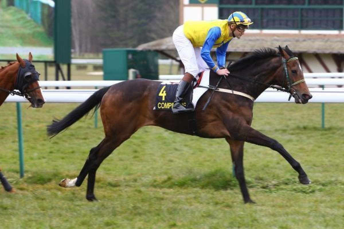 SOLMEN - La fiche CANALTURF du cheval, performances pmu, pédigré ...