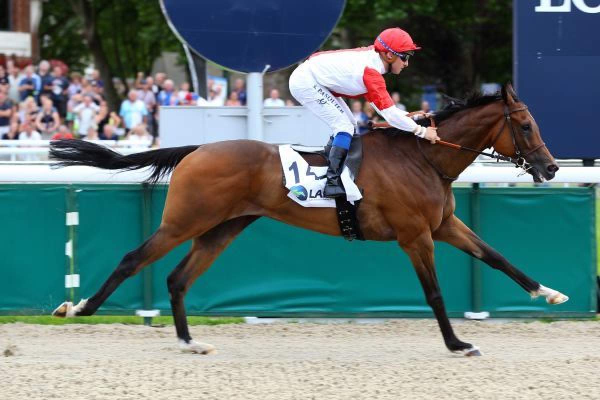 NEW WAY - La fiche CANALTURF du cheval, performances pmu, pédigré ...