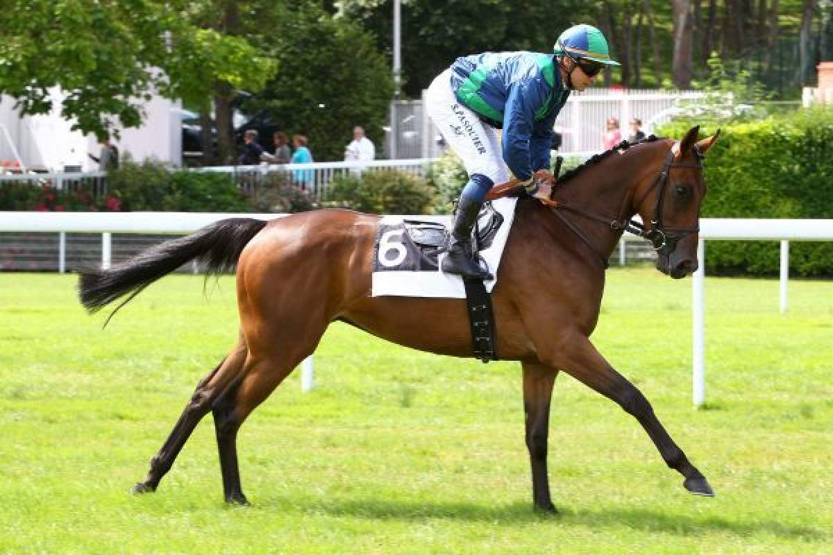 NARNIA DAWN - La fiche CANALTURF du cheval, performances pmu, pédigré ...