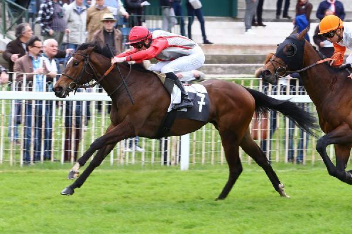 CHANCHE THE LIFE - La fiche CANALTURF du cheval, performances pmu ...