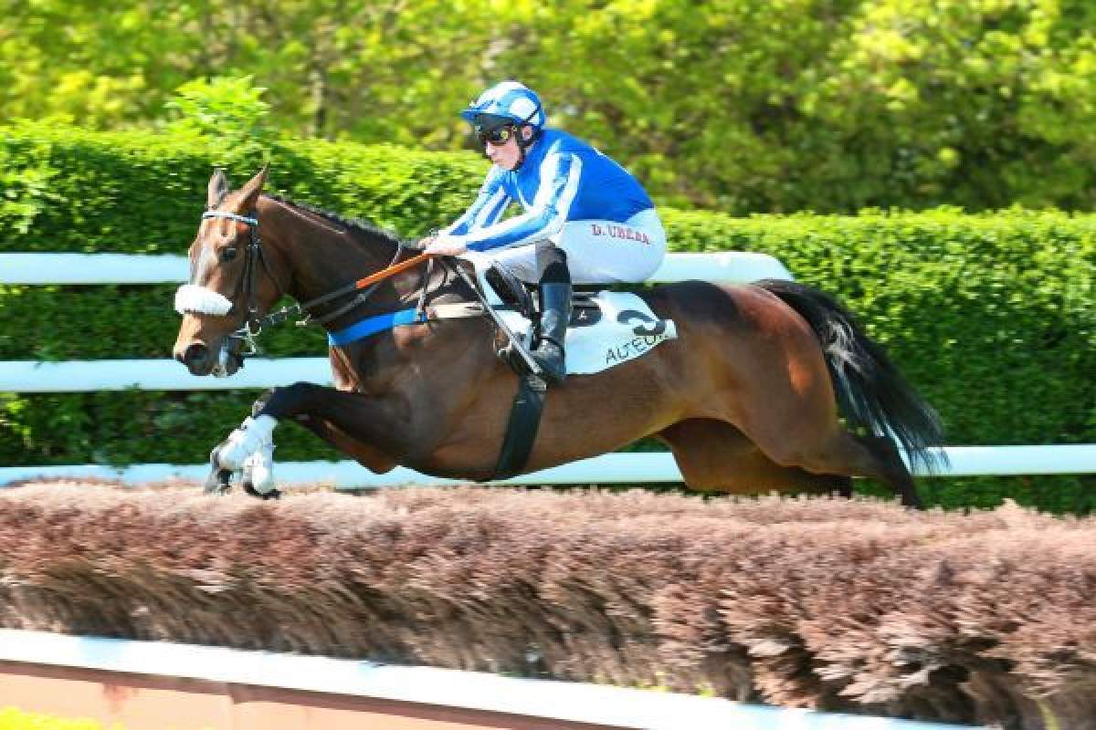 DARLING MOIRETTE - La fiche CANALTURF du cheval, performances pmu ...