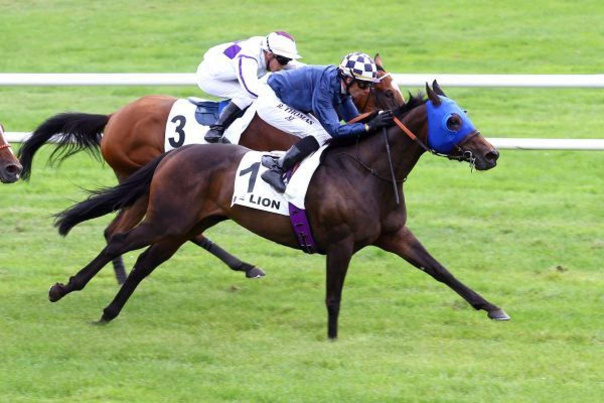 FUNKY MARY - La fiche CANALTURF du cheval, performances pmu, pédigré ...
