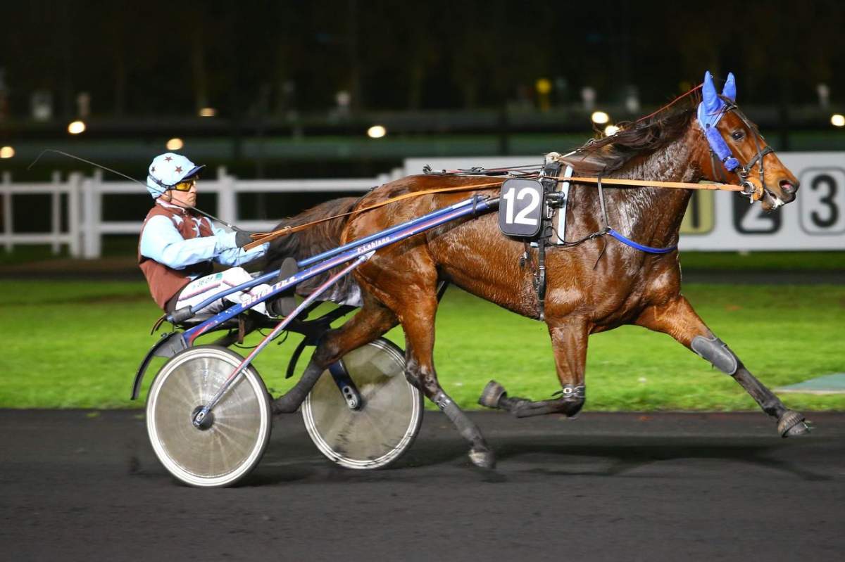 BAHAMAS QUICK - La fiche CANALTURF du cheval, performances pmu, pédigré ...