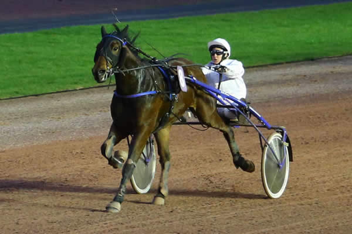 BELIZIA - La fiche CANALTURF du cheval, performances pmu, pédigré ...