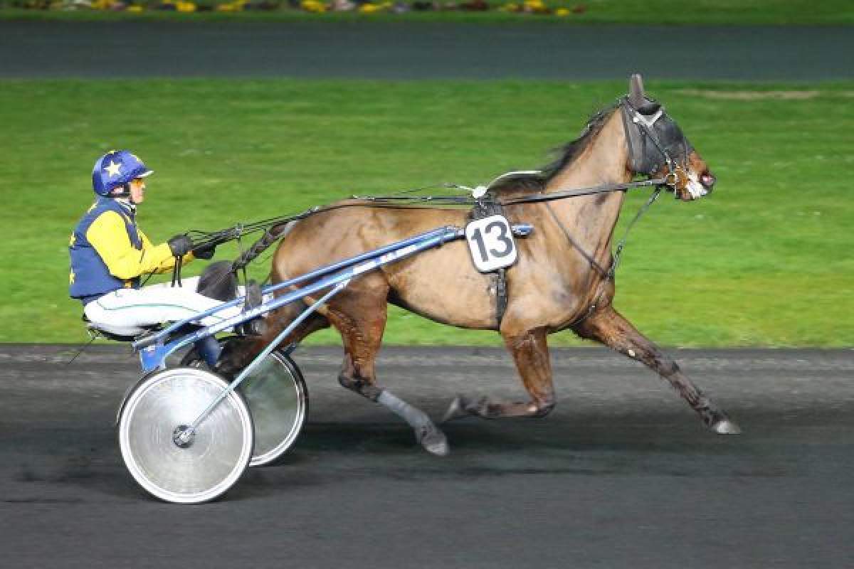 VIZZARIO - La fiche CANALTURF du cheval, performances pmu, pédigré ...