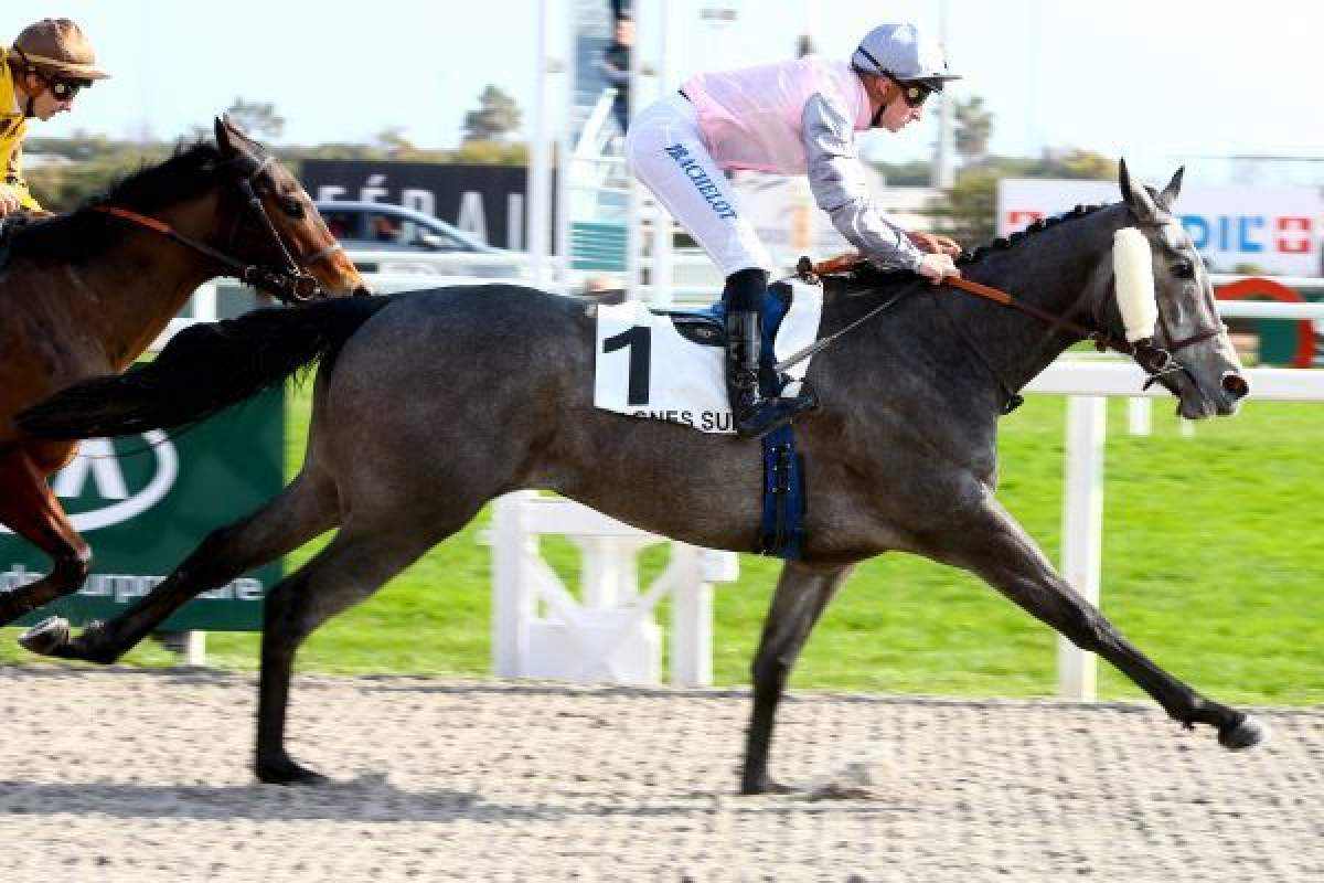 JOBURG - La fiche CANALTURF du cheval, performances pmu, pédigré ...