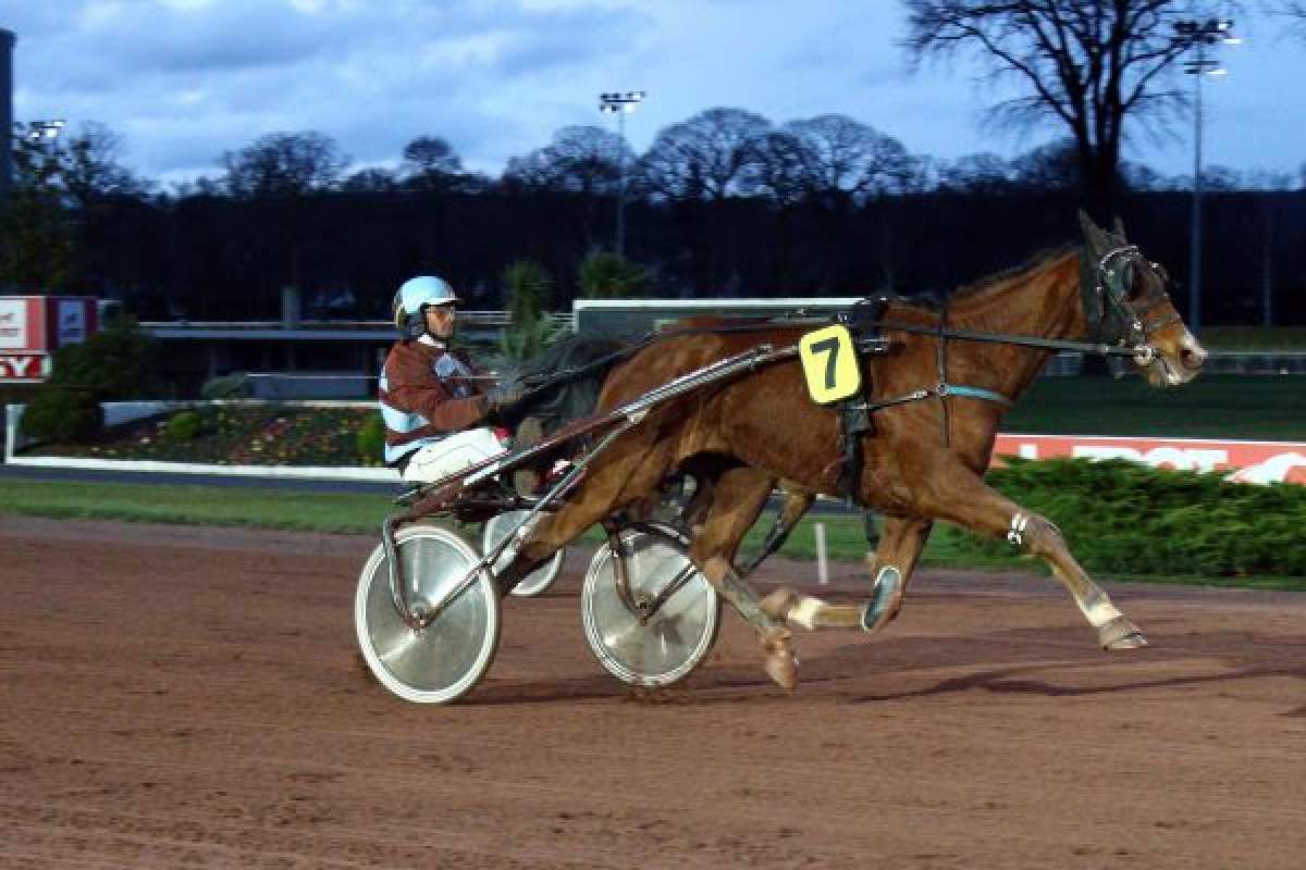 ELKADOR DE ROMANE - La fiche CANALTURF du cheval, performances pmu ...