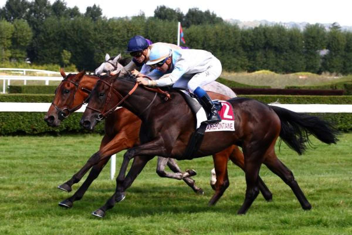 FLORIDA DREAM - La fiche CANALTURF du cheval, performances pmu, pédigré ...