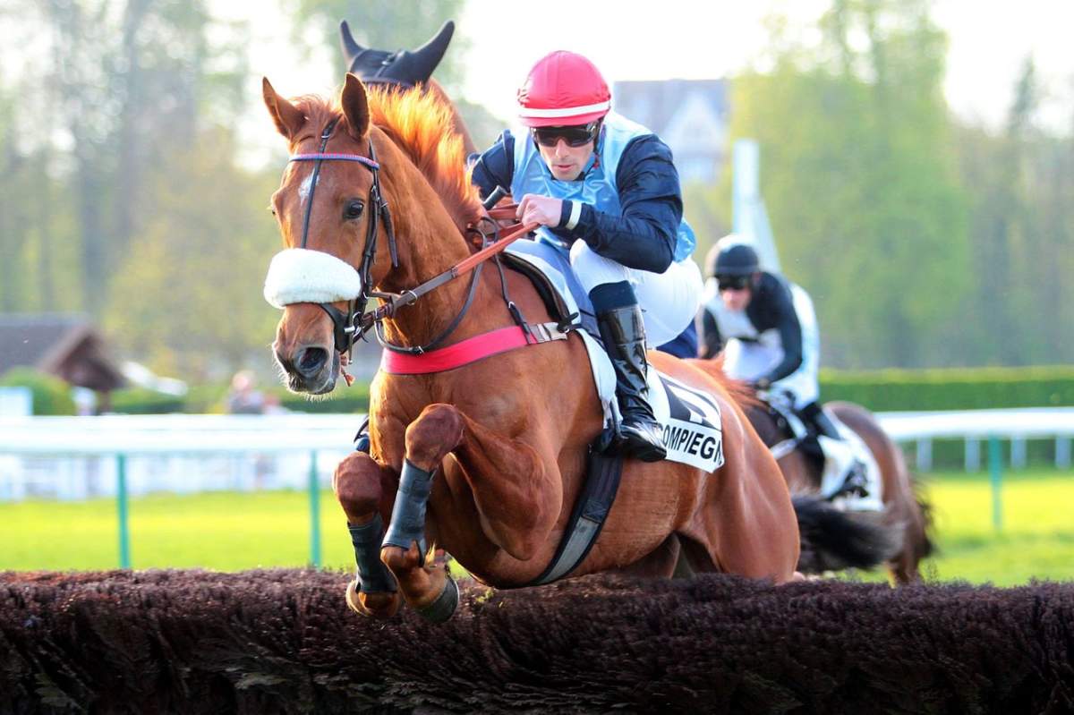 CARMIN D'OUDAIRIES - La fiche CANALTURF du cheval, performances pmu ...