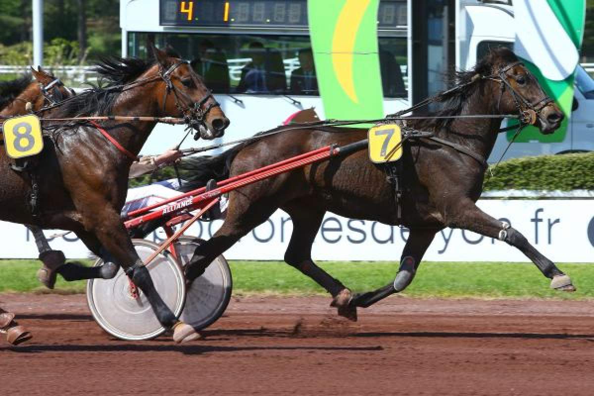 VIVA L'ETRAT - La fiche CANALTURF du cheval, performances pmu, pédigré ...