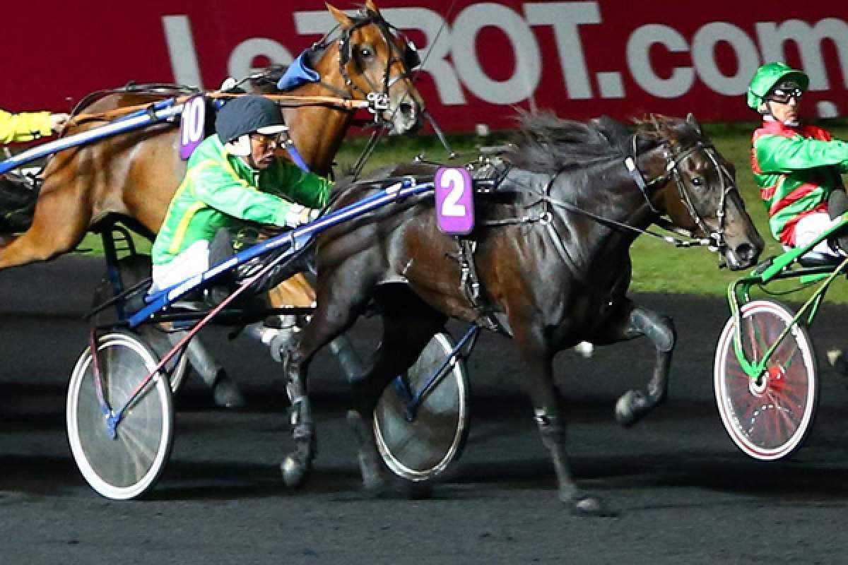 DETONANTE VERITE - La fiche CANALTURF du cheval, performances pmu ...