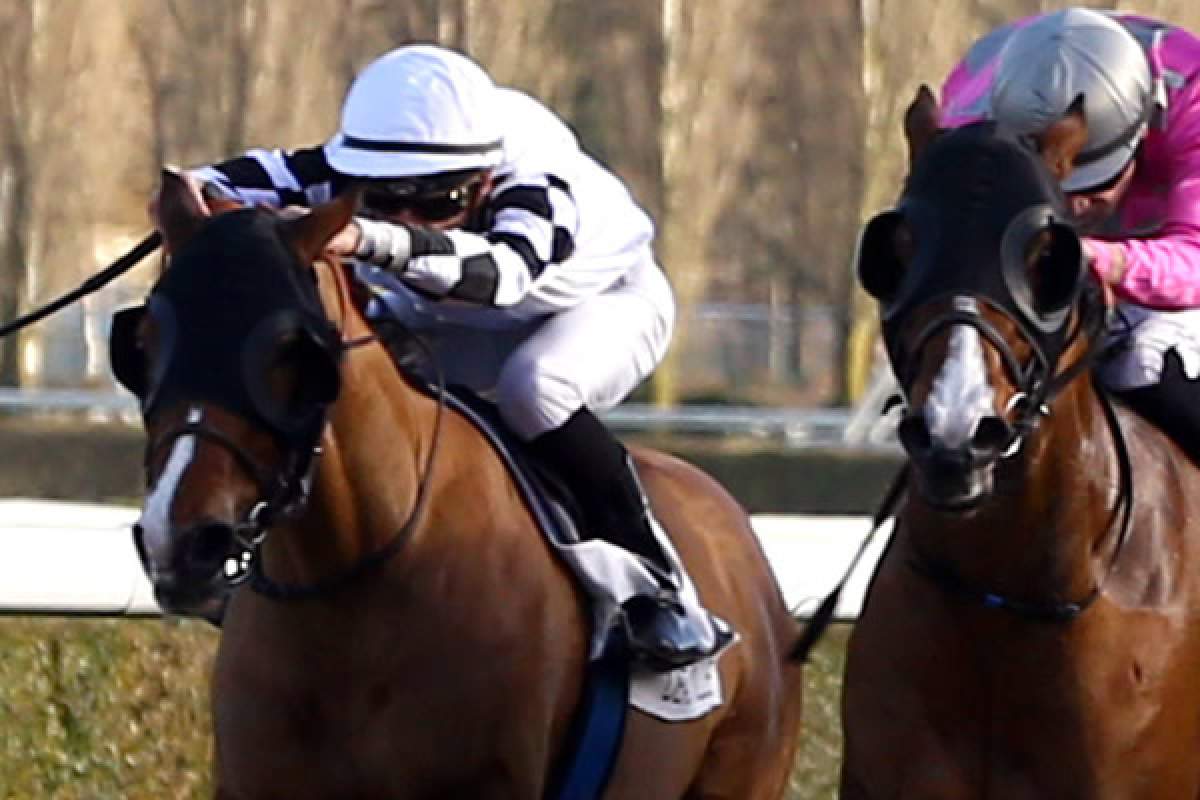 INVINCIBLE LOVE - La fiche CANALTURF du cheval, performances pmu ...