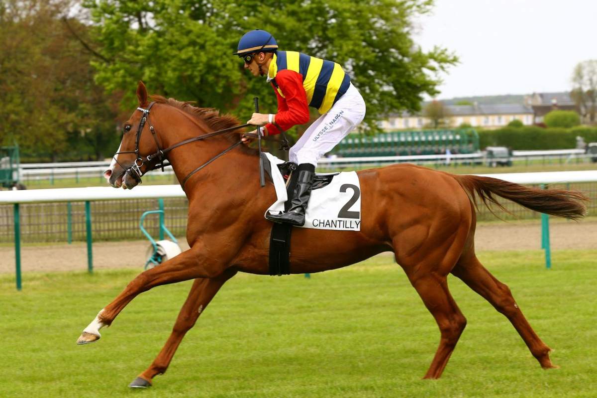 TAMIL NADU - La fiche CANALTURF du cheval, performances pmu, pédigré ...