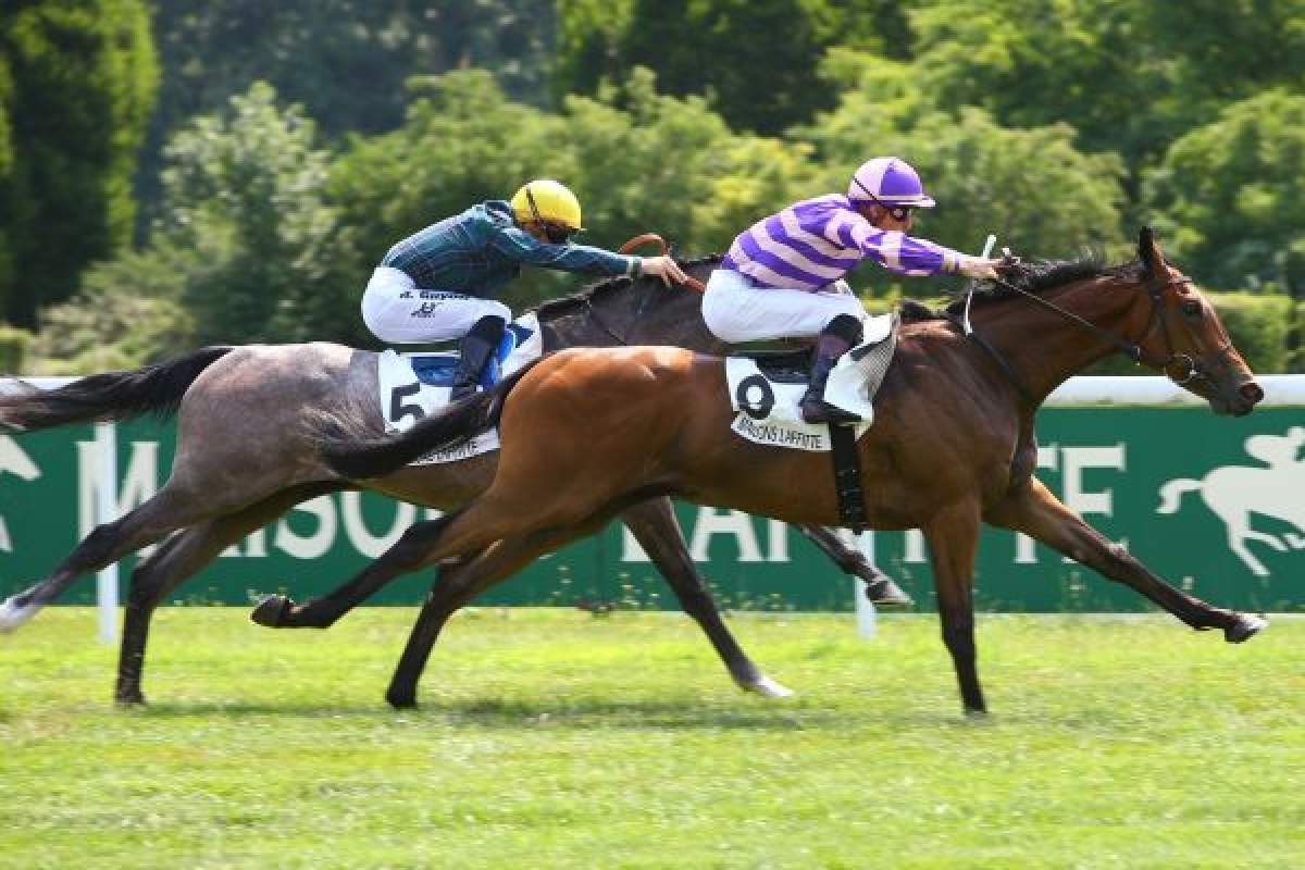 COLD STARE - La fiche CANALTURF du cheval, performances pmu, pédigré ...