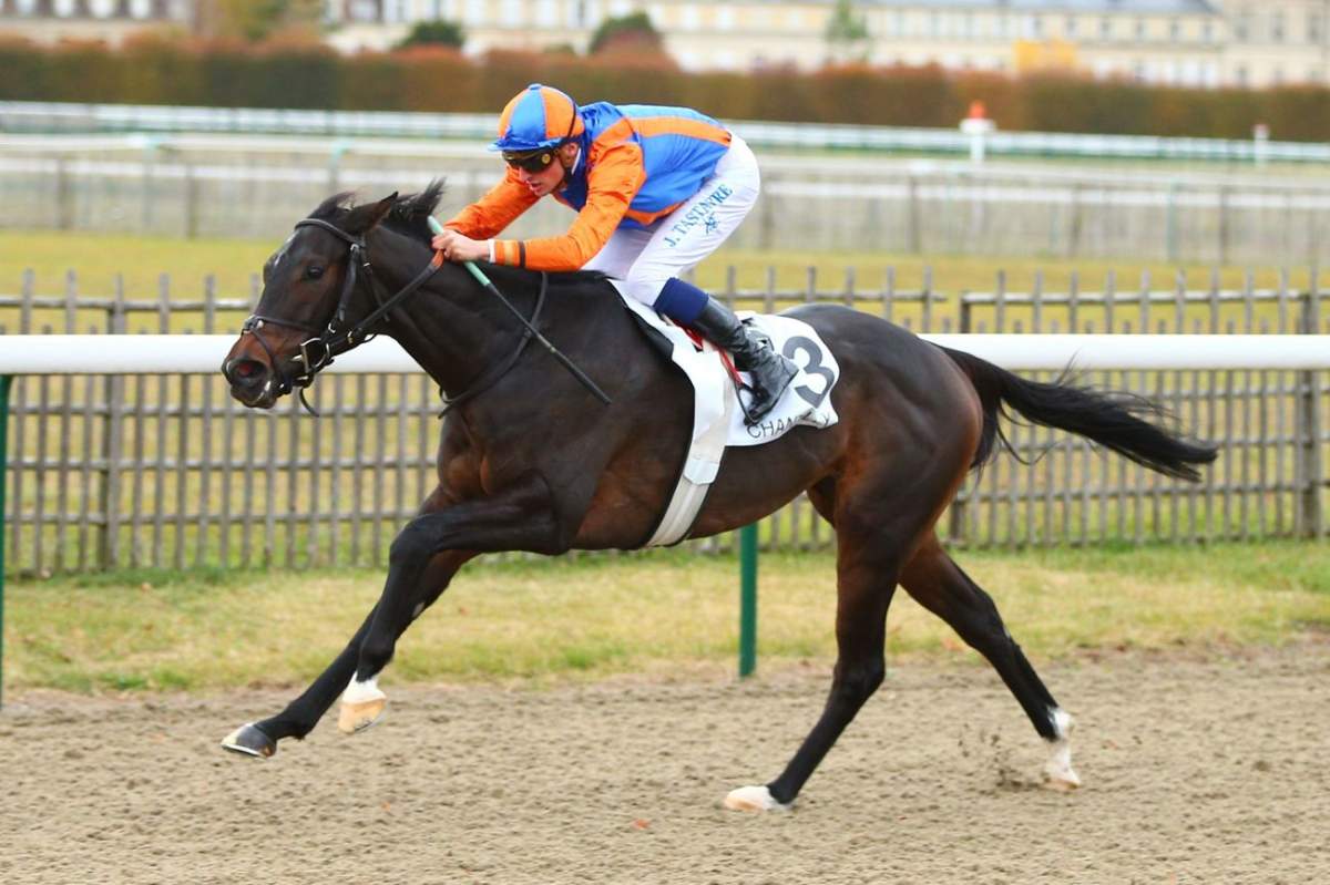 GERBOISE VERTE - La fiche CANALTURF du cheval, performances pmu ...