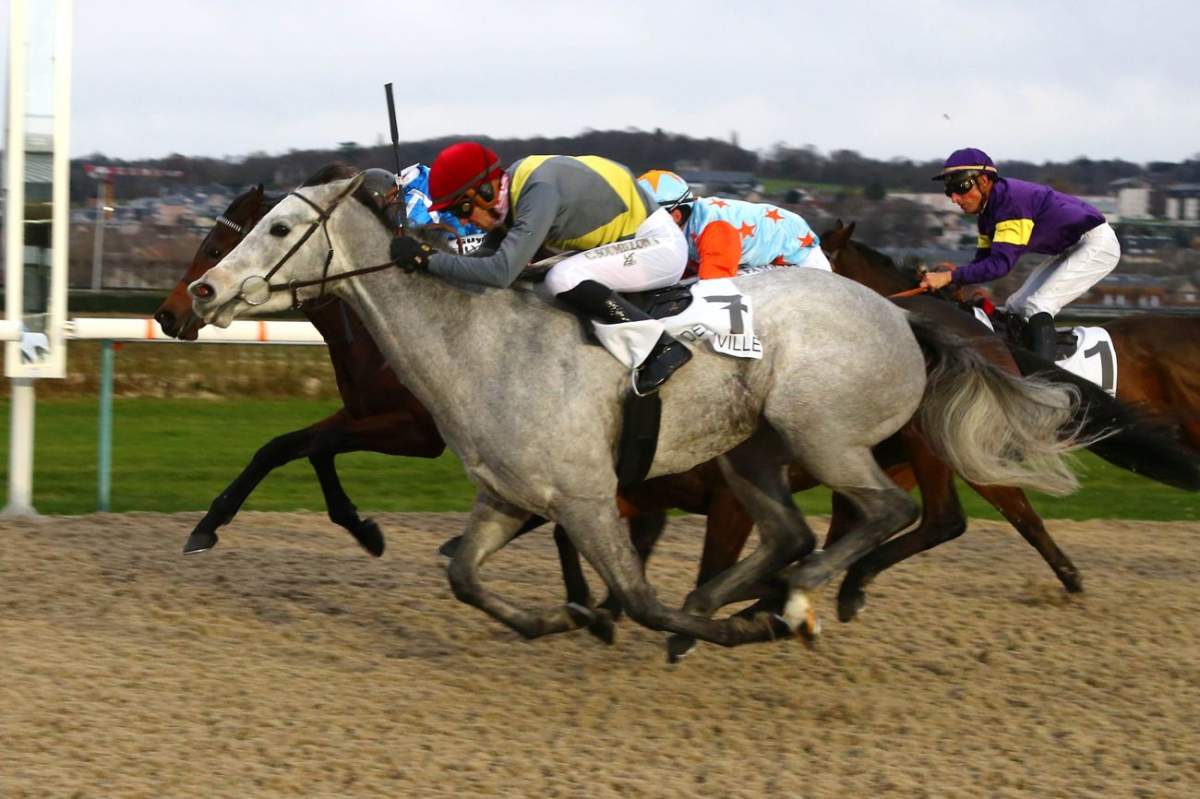SRI PRADA - La fiche CANALTURF du cheval, performances pmu, pédigré ...