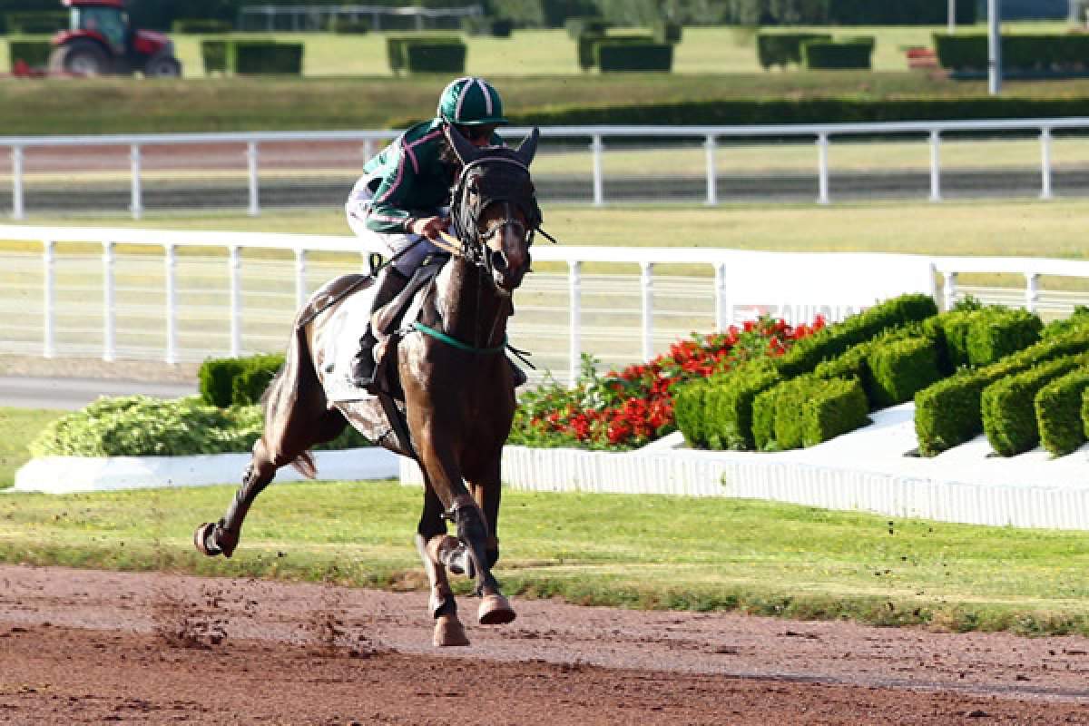 ESPACE D'ERABLE - La fiche CANALTURF du cheval, performances pmu ...