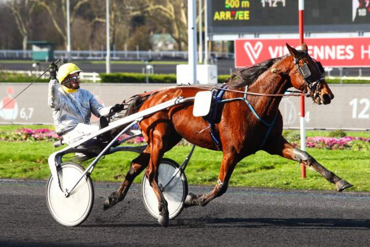 ROYAL ROC - La fiche CANALTURF du cheval, performances pmu, pédigré ...