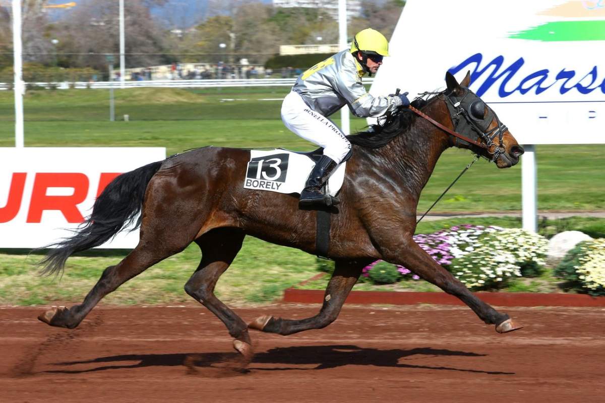 PARIS ROC - La fiche CANALTURF du cheval, performances pmu, pédigré ...