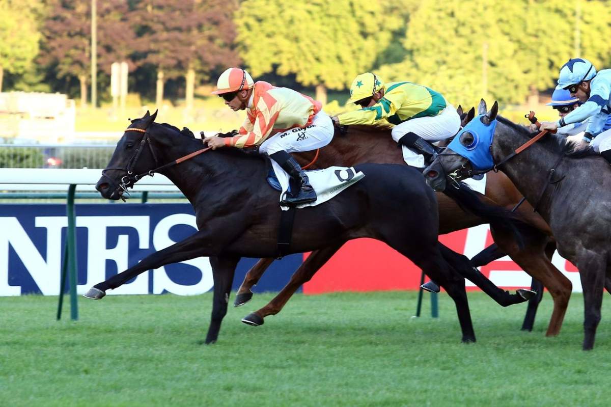 GEESALA BRAVE - La fiche CANALTURF du cheval, performances pmu, pédigré ...