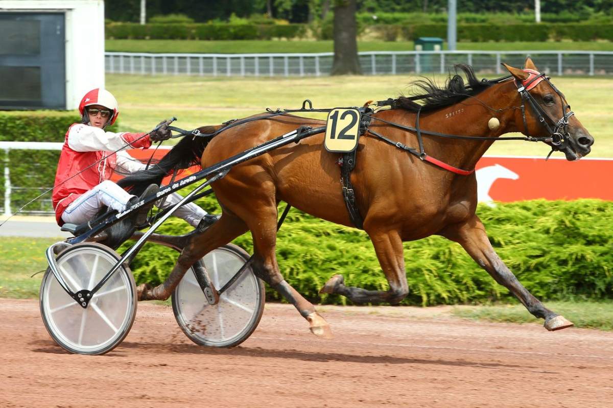 TWITTER - La fiche CANALTURF du cheval, performances pmu, pédigré ...