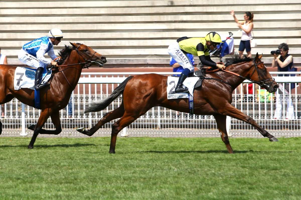 DOUBLE KODIAC - La fiche CANALTURF du cheval, performances pmu, pédigré ...