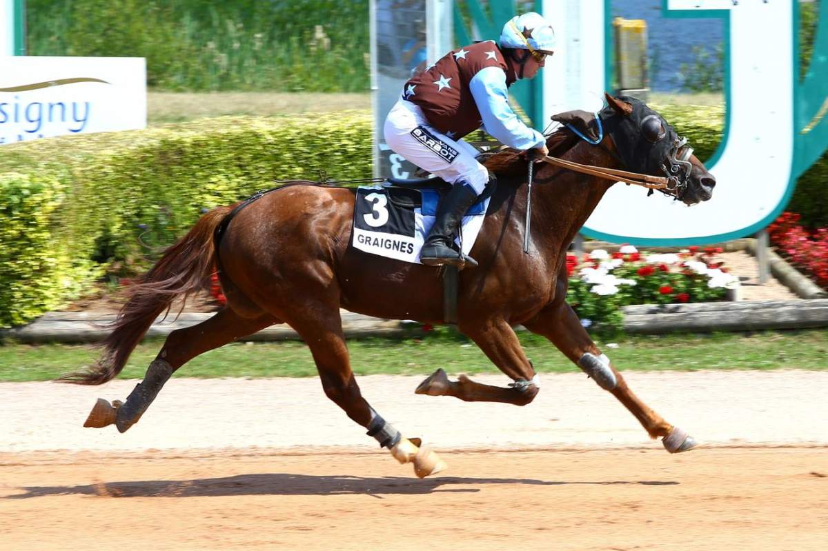 DUC QUICK - La fiche CANALTURF du cheval, performances pmu, pédigré ...