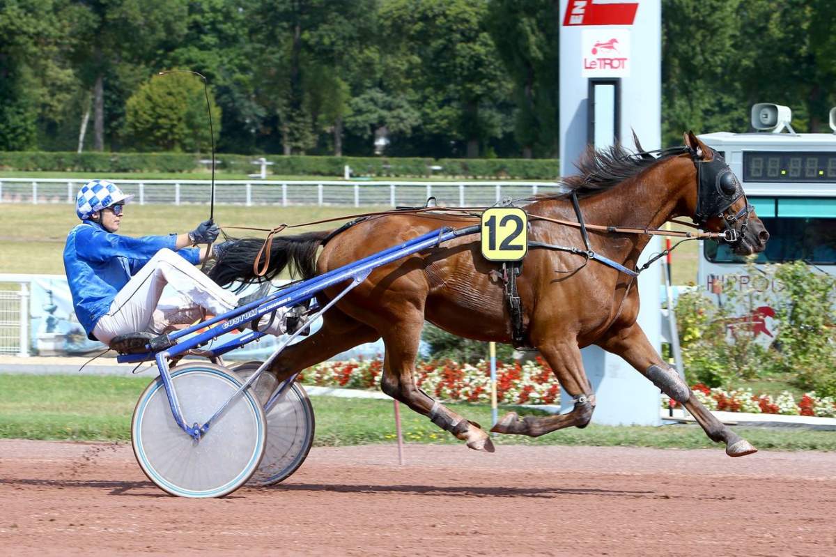 DEMON DE BABEL - La fiche CANALTURF du cheval, performances pmu ...