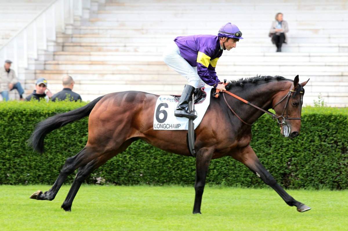 MIHARO - La fiche CANALTURF du cheval, performances pmu, pédigré ...