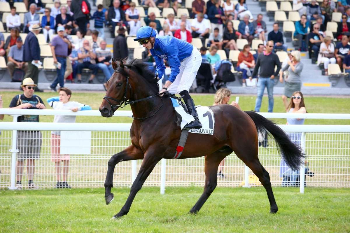 KING'S COMMAND - La fiche CANALTURF du cheval, performances pmu ...