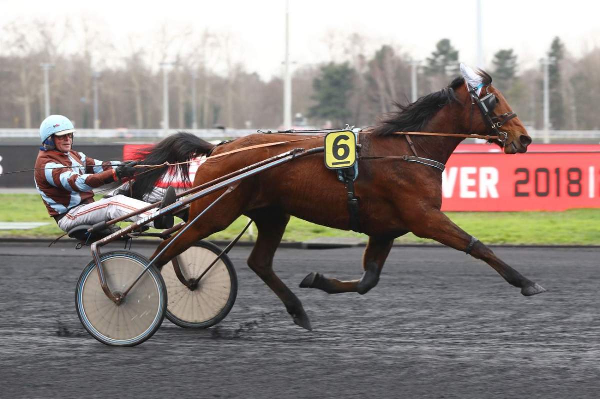 FLEUR DE LYS DELO - La fiche CANALTURF du cheval, performances pmu ...
