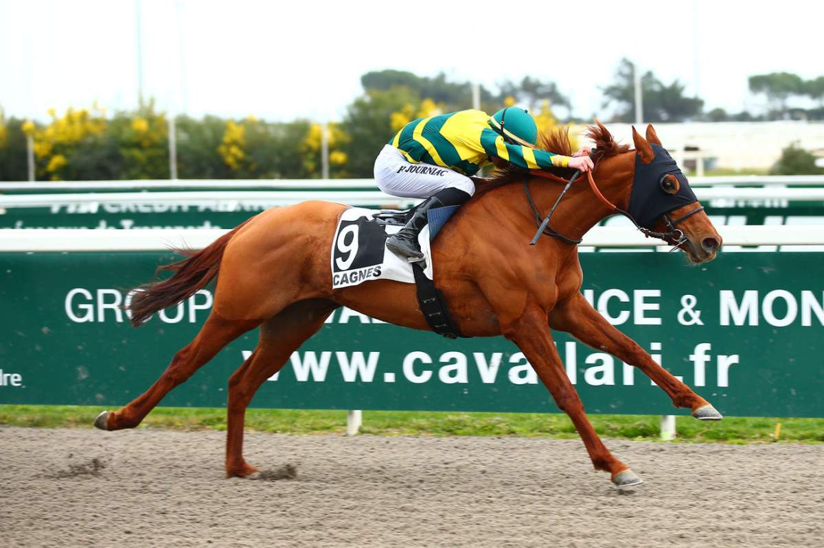 LA MAGICIENNE - La fiche CANALTURF du cheval, performances pmu, pédigré ...