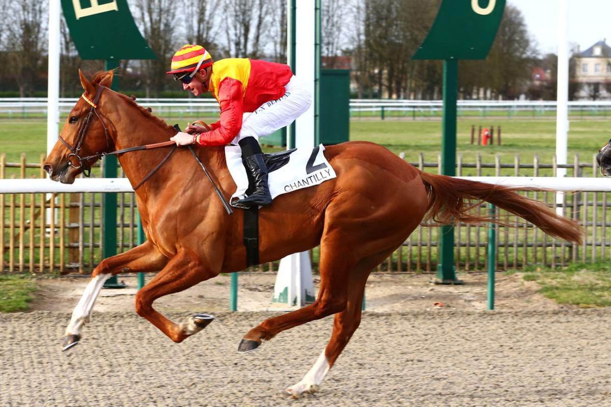 SPAHI YES - La fiche CANALTURF du cheval, performances pmu, pédigré ...