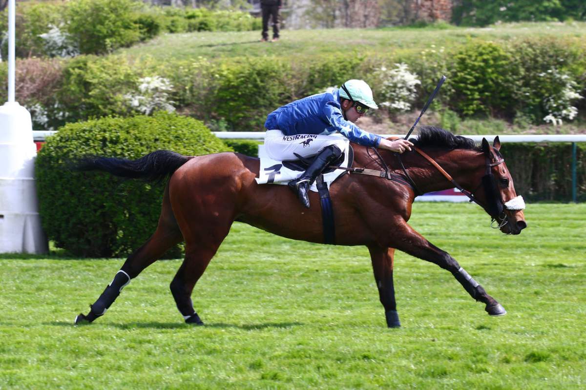 GOLDEN VAL - La fiche CANALTURF du cheval, performances pmu, pédigré ...