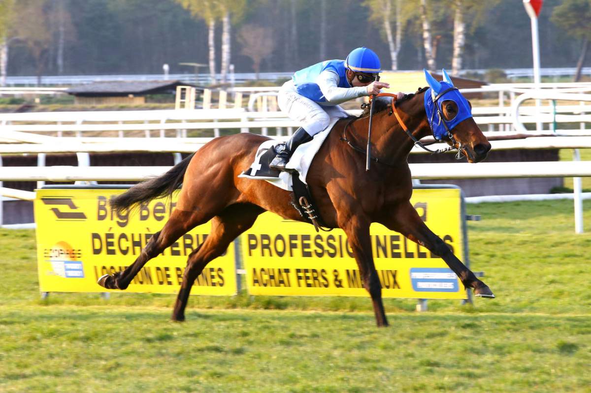 BRIAN RYAN - La fiche CANALTURF du cheval, performances pmu, pédigré ...