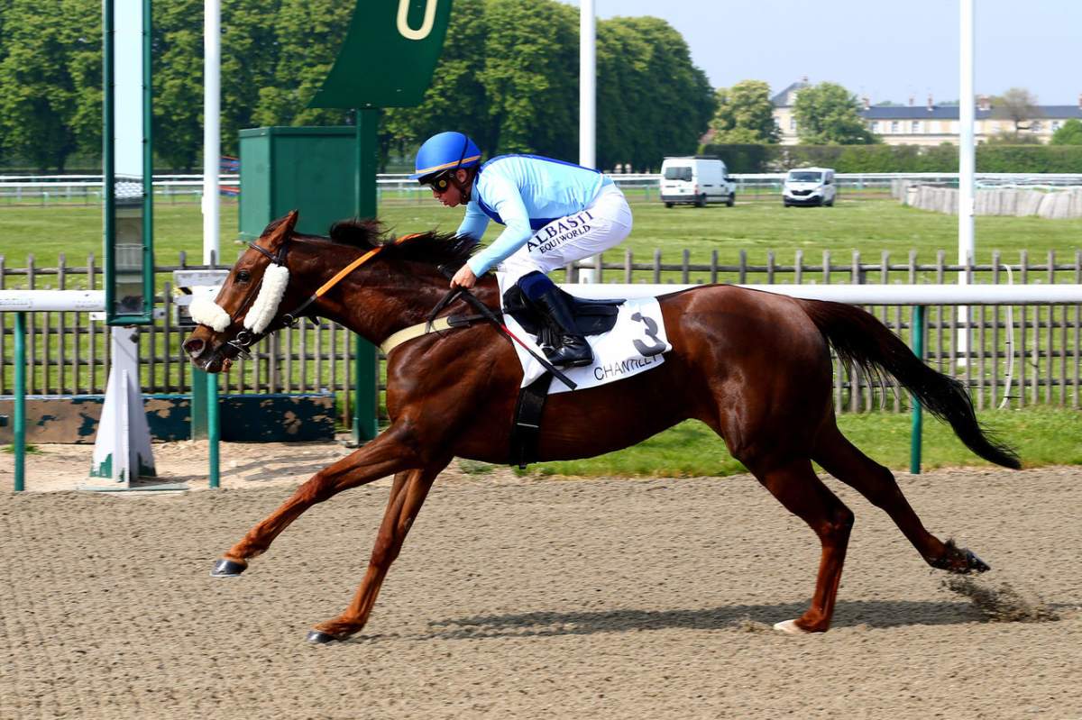 LAVINIA ROSE - La fiche CANALTURF du cheval, performances pmu, pédigré ...