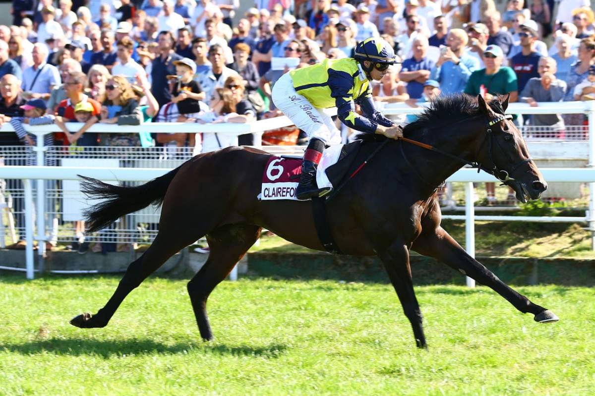 SURREY THUNDER - La fiche CANALTURF du cheval, performances pmu ...